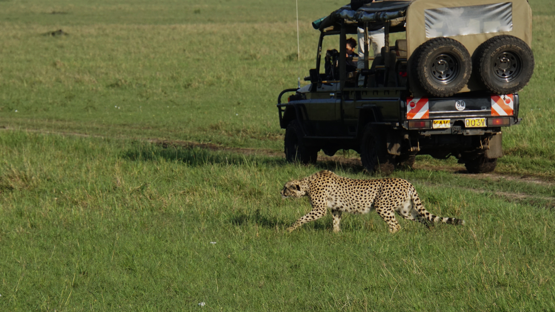 Safari Guide für dein einmaliges Erlebnis in der Wildnis - Whale of a ...